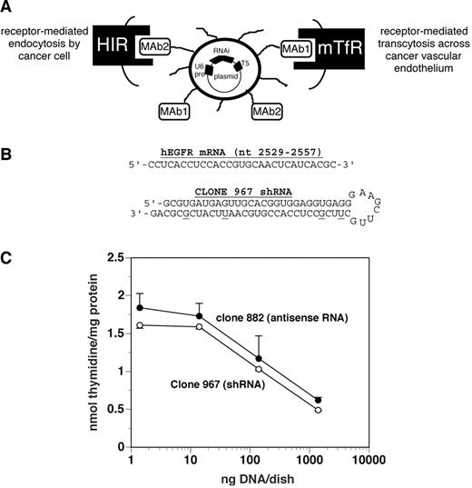 Intravenous RNA Interference Gene Therapy Targeting the Human Epidermal ...