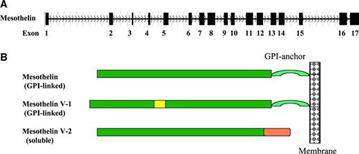 Mesothelin | Clinical Cancer Research | American Association for Cancer ...