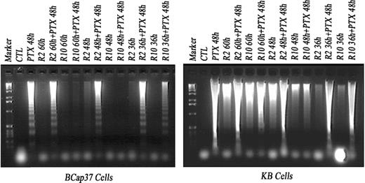 Cell Cycle–Dependent Antagonistic Interactions between Paclitaxel and γ ...