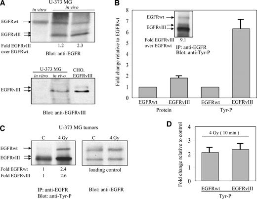 Inhibition of the Type III Epidermal Growth Factor Receptor Variant ...