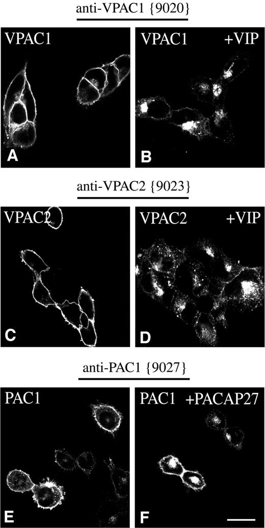 Immunocytochemical Identification of VPAC1, VPAC2, and PAC1 Receptors ...