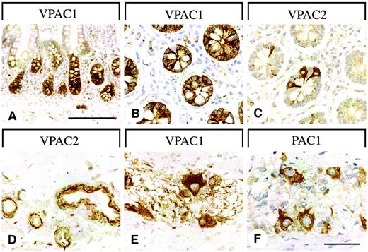 Immunocytochemical Identification of VPAC1, VPAC2, and PAC1 Receptors ...