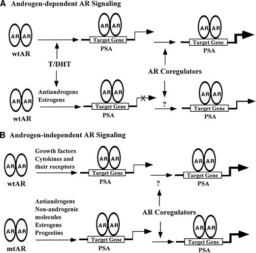 Androgen Receptor Coregulators in Prostate Cancer | Clinical Cancer ...