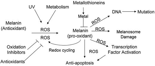 Etiologic Pathogenesis of Melanoma | Clinical Cancer Research ...