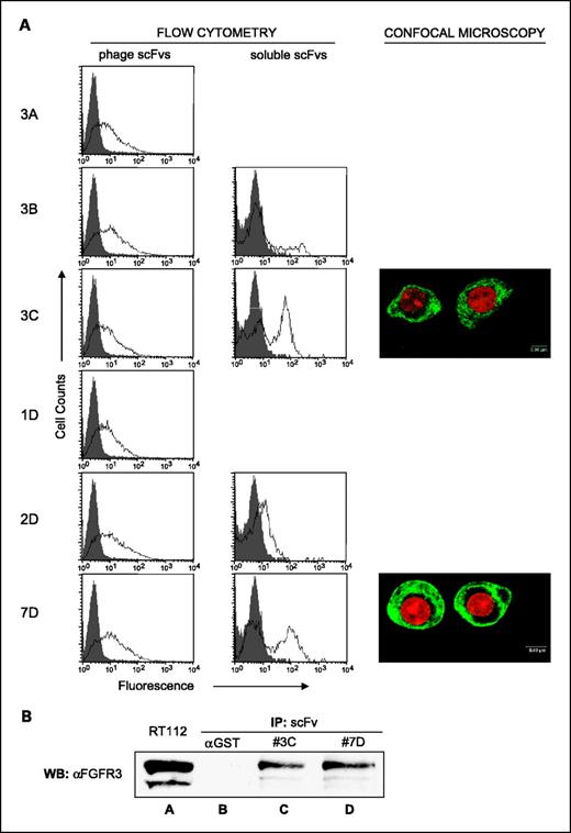 Targeting the Extracellular Domain of Fibroblast Growth Factor Receptor ...