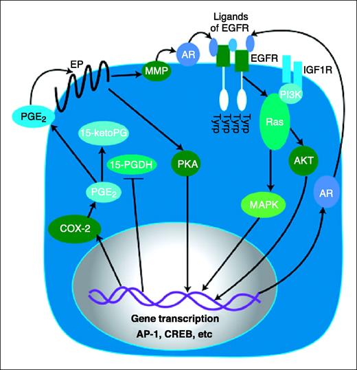 Combined Targeting of the Epidermal Growth Factor Receptor and ...
