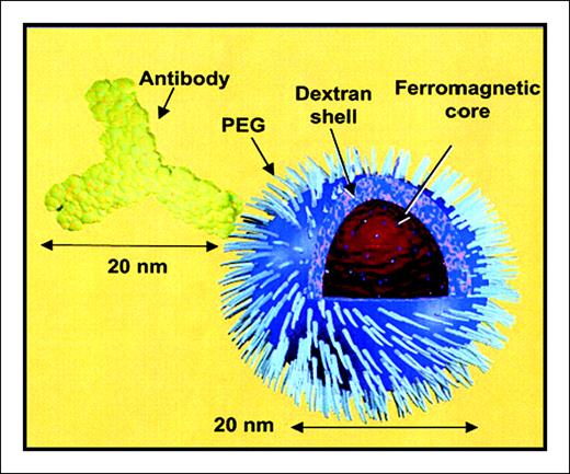 Development of Tumor Targeting Bioprobes (111In-Chimeric L6 Monoclonal ...