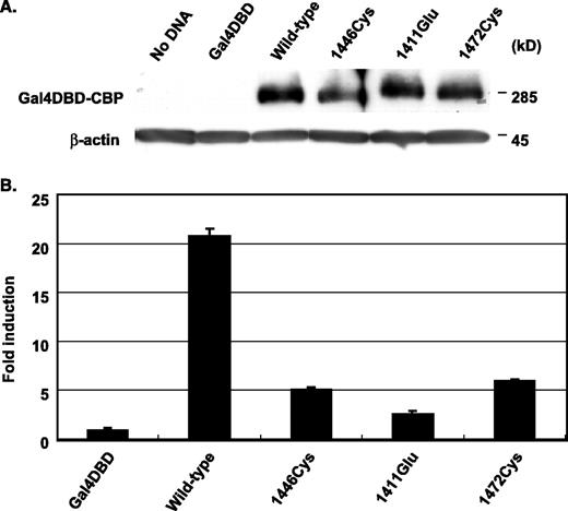 Mutations and Deletions of the CBP Gene in Human Lung Cancer | Clinical ...