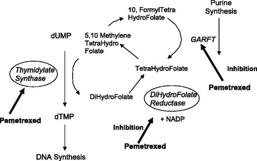 Pemetrexed in Malignant Pleural Mesothelioma | Clinical Cancer Research ...