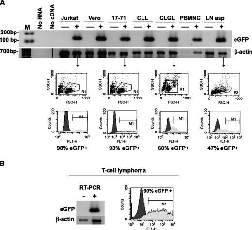In vitro Canine Distemper Virus Infection of Canine Lymphoid Cells: A ...