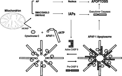 Caspase Regulation in Non–Small Cell Lung Cancer and its Potential for ...