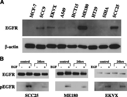 Targeting the Mevalonate Pathway Inhibits the Function of the Epidermal ...