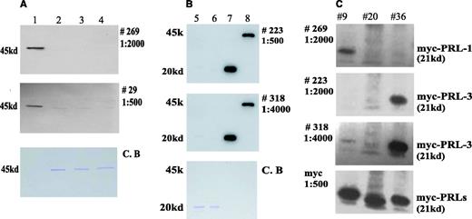 Generation of PRL-3- and PRL-1-Specific Monoclonal Antibodies as ...