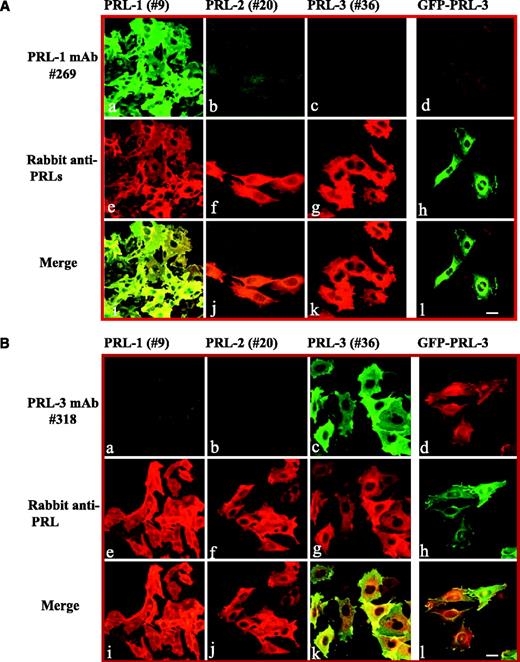 Generation of PRL-3- and PRL-1-Specific Monoclonal Antibodies as ...