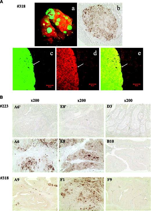 Generation of PRL-3- and PRL-1-Specific Monoclonal Antibodies as ...