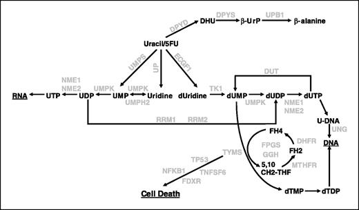 Variance in the Expression of 5-Fluorouracil Pathway Genes in ...