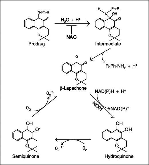 Development of β-Lapachone Prodrugs for Therapy Against Human Cancer ...