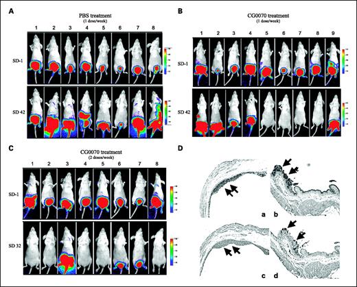 CG0070, a Conditionally Replicating Granulocyte Macrophage Colony ...