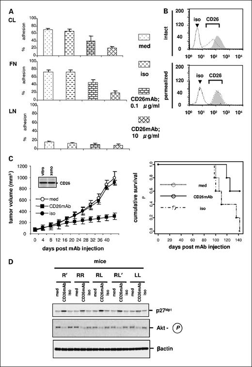 Anti-CD26 Monoclonal Antibody–Mediated G1-S Arrest of Human Renal Clear Cell Carcinoma Caki-2 Is ...