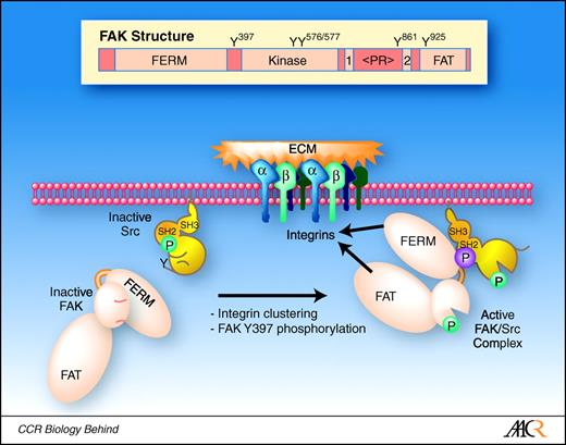 The Signaling and Biological Implications of FAK Overexpression in ...