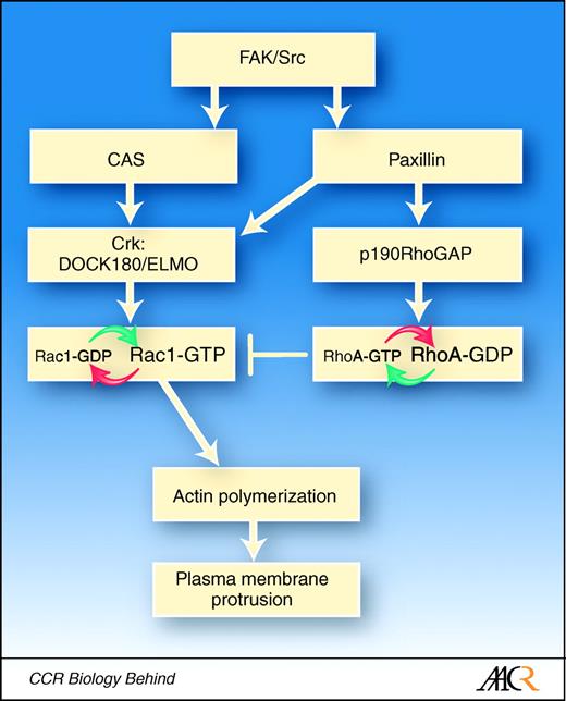 The Signaling and Biological Implications of FAK Overexpression in ...