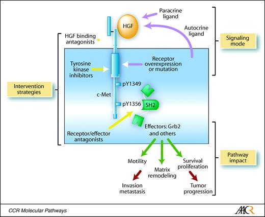 Targeting the c-Met Signaling Pathway in Cancer | Clinical Cancer ...