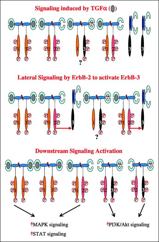 The Role of the ErbB Family Members in Non–Small Cell Lung Cancers ...