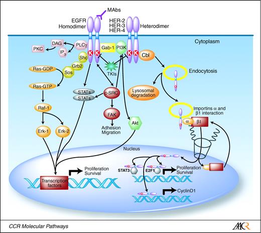 The Epidermal Growth Factor Receptor Pathway: A Model for Targeted ...