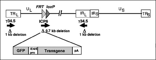 Triple Combination of Oncolytic Herpes Simplex Virus-1 Vectors Armed ...