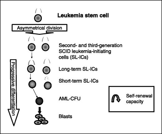 Eradication of Leukemia Stem Cells as a New Goal of Therapy in Leukemia ...