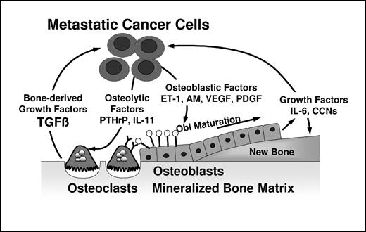 Basic Mechanisms Responsible for Osteolytic and Osteoblastic Bone ...