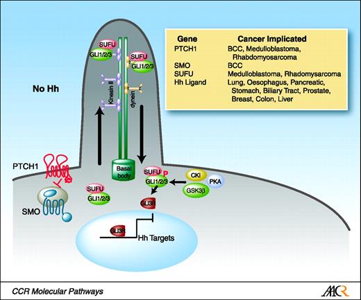 The Hedgehog Signaling Pathway in Cancer | Clinical Cancer Research ...