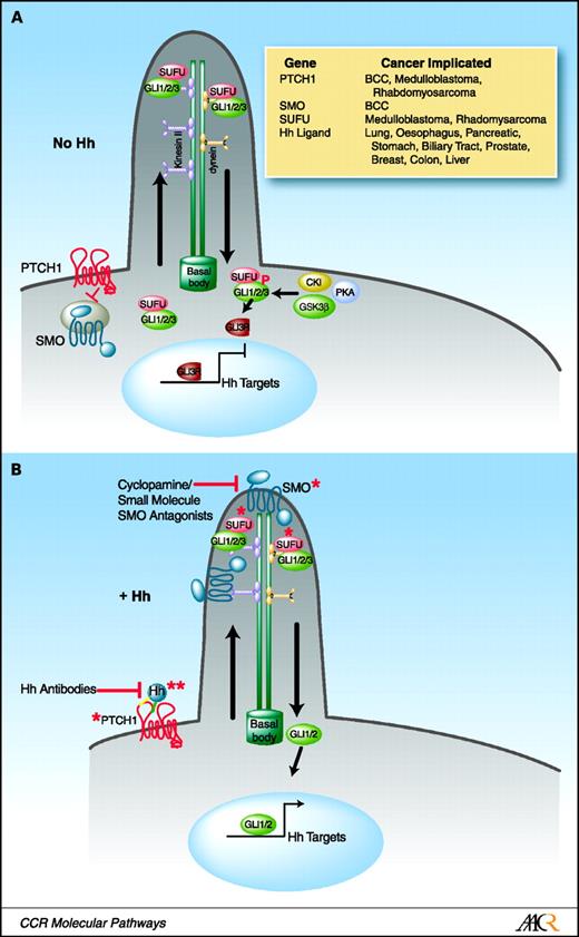 The Hedgehog Signaling Pathway in Cancer | Clinical Cancer Research ...