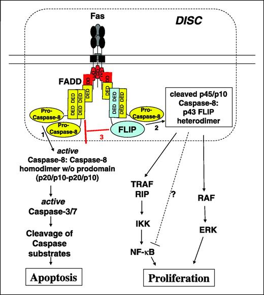 The FLIP-Side of Fas Signaling | Clinical Cancer Research | American ...