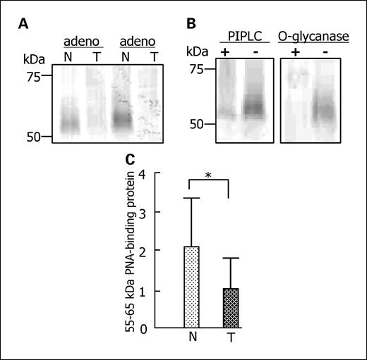 Identification of the Decay-Accelerating Factor CD55 as a Peanut ...