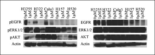 Antitumor Activity of the Epidermal Growth Factor Receptor (EGFR ...