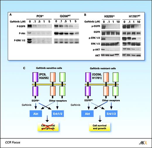 Molecular Mechanisms of Epidermal Growth Factor Receptor (EGFR ...