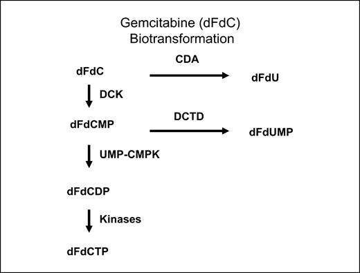 Gemcitabine Pharmacogenomics: Cytidine Deaminase and Deoxycytidylate ...