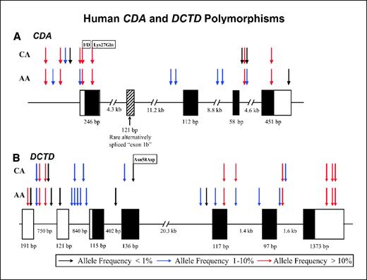 Gemcitabine Pharmacogenomics: Cytidine Deaminase and Deoxycytidylate ...