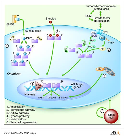 Mechanisms Underlying the Development of Androgen-Independent Prostate ...