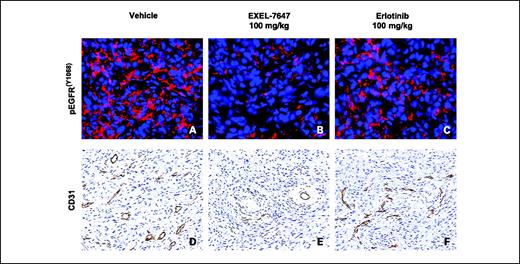 Inhibition of the T790M Gatekeeper Mutant of the Epidermal Growth ...