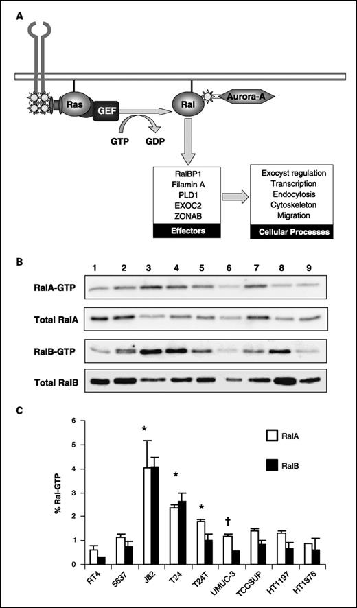 Expression of Ral GTPases, Their Effectors, and Activators in Human ...