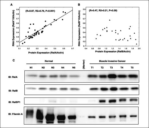 Expression of Ral GTPases, Their Effectors, and Activators in Human ...