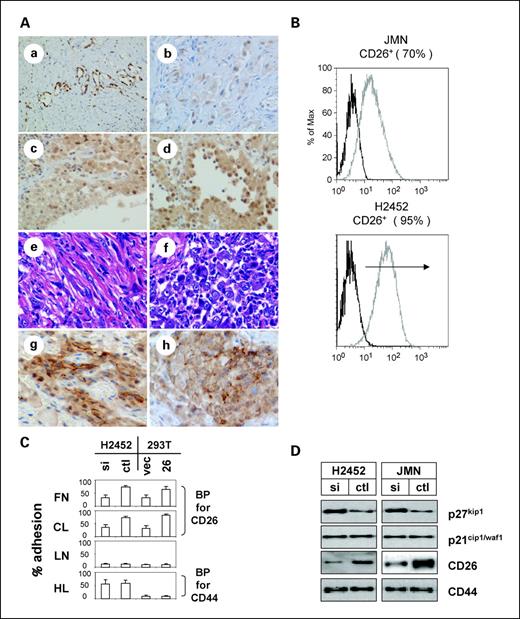 Humanized Anti-CD26 Monoclonal Antibody as a Treatment for Malignant Mesothelioma Tumors ...