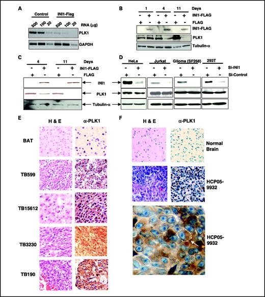 INI1 Induces Interferon Signaling and Spindle Checkpoint in Rhabdoid ...