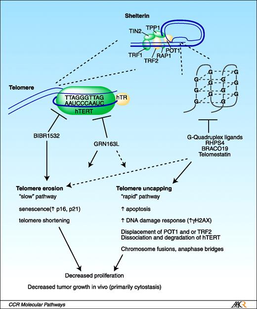 Targeting the Limitless Replicative Potential of Cancer: The Telomerase ...