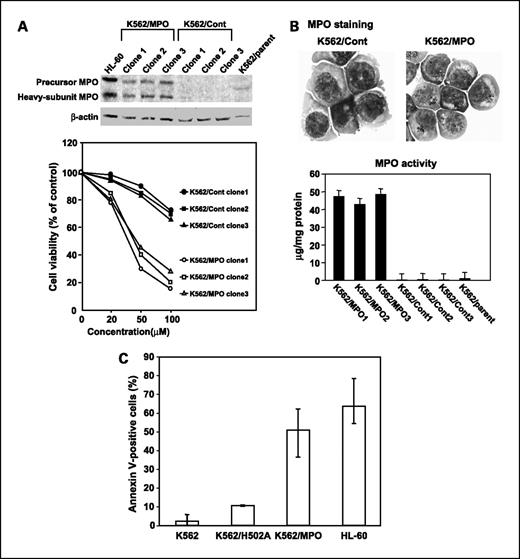 Myeloperoxidase Is a Key Regulator of Oxidative Stress–Mediated ...