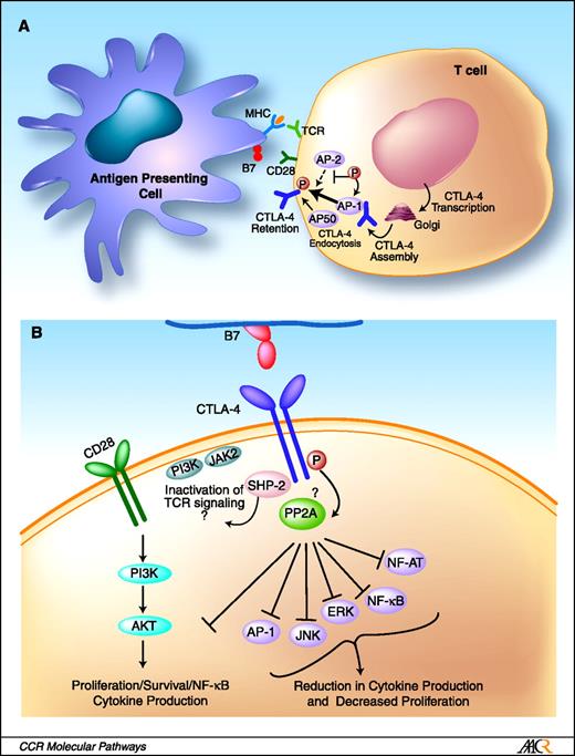Cytotoxic T-Lymphocyte–Associated Antigen-4 | Clinical Cancer Research ...