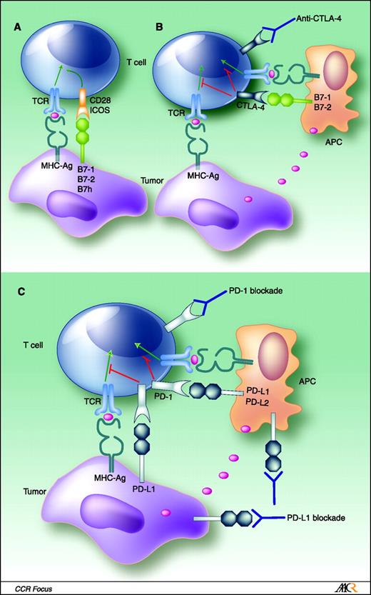 The B7 Family and Cancer Therapy: Costimulation and Coinhibition ...