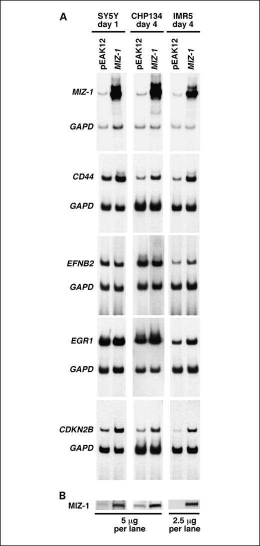 De novo Identification of MIZ-1 (ZBTB17) Encoding a MYC-Interacting ...